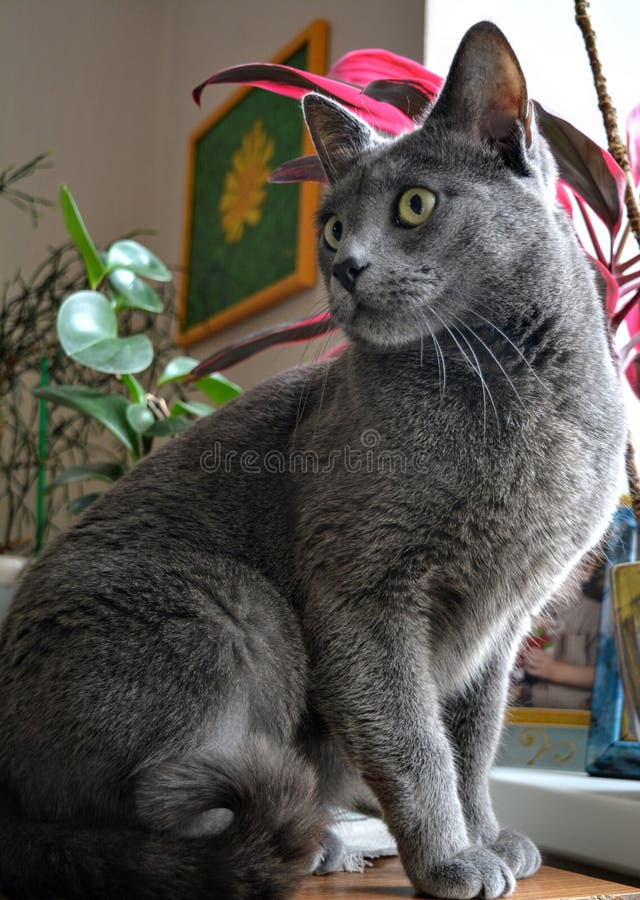 Russian Blue Purebred Cat Beautiful Portrait Sitting Home Stock Photo ...