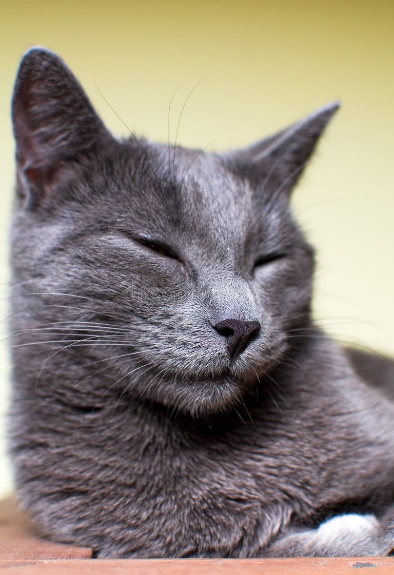 2,619 Beautiful Russian Grey Cat Stock Photos - Free & Royalty-Free ...