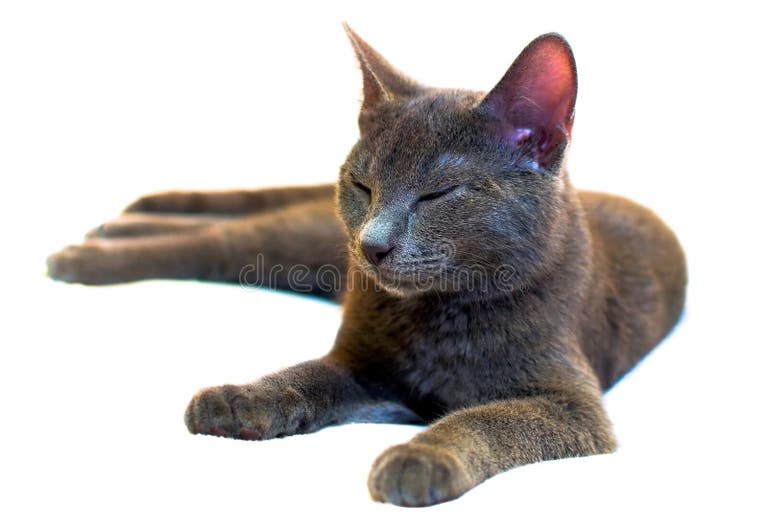 2,619 Beautiful Russian Grey Cat Stock Photos - Free & Royalty-Free ...