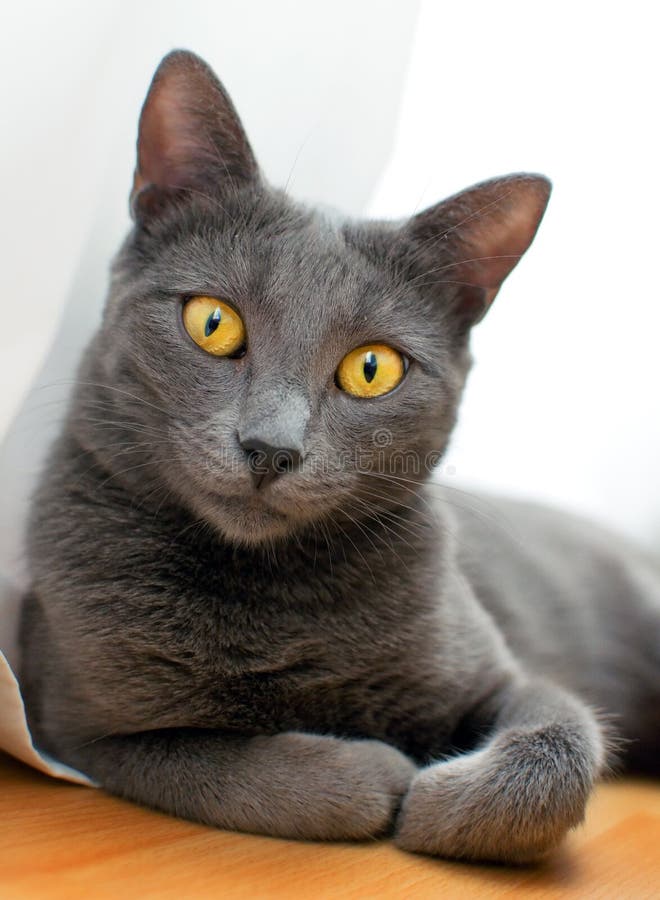 Russian blue cats stock photo. Image of generation, blue - 9903378