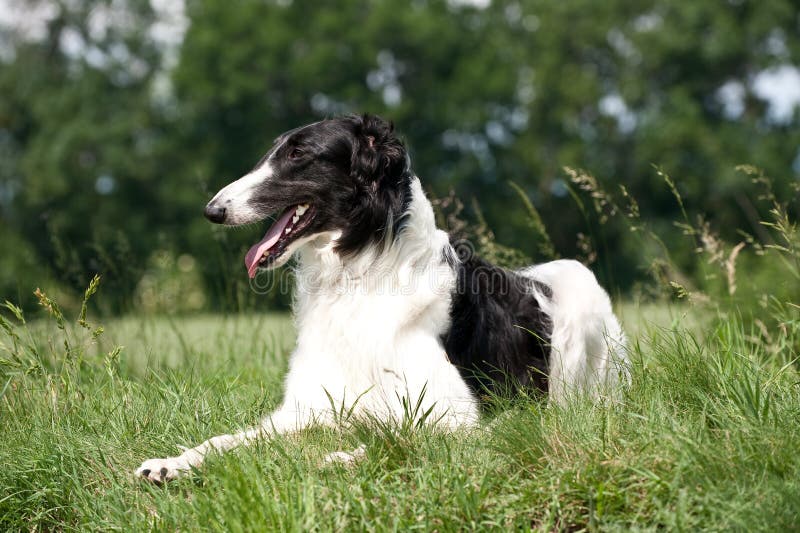 Russian borzoi stock image. Image of borzoi, borzaya - 20310259