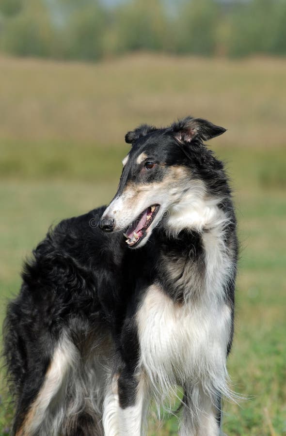 Russian Borzoi Dog Standing Stock Image - Image of portrait, posing ...