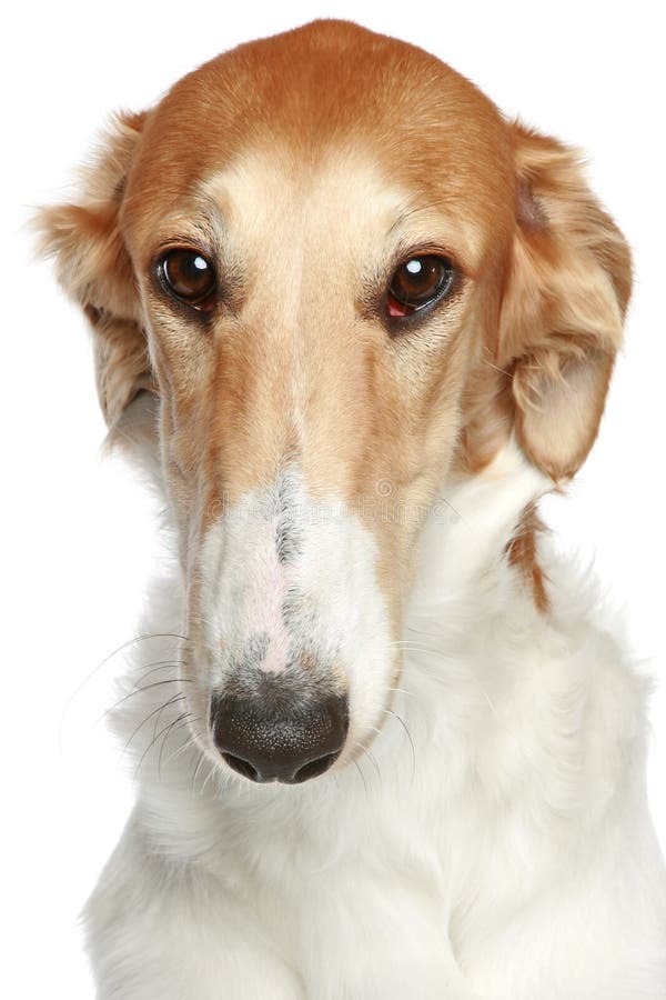 Russian Borzoi Dog. Head Profile Close-up Portrait Stock Images - Image ...