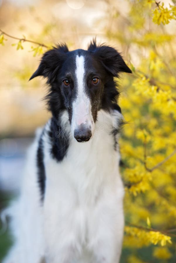 Dog Russian Borzoi Wolfhound Head , Outdoors Stock Photo - Image of ...