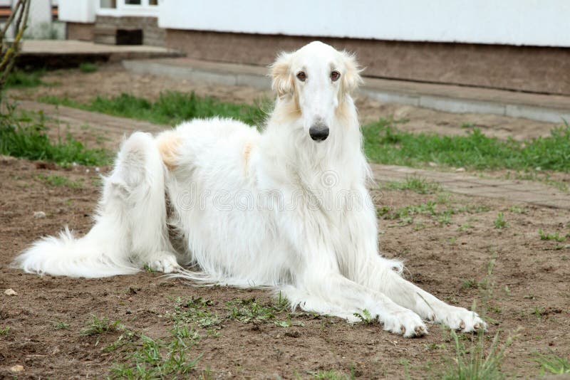 Russian Borzoi, Greyhound Dog Stock Photo - Image of rest, hound: 25171164