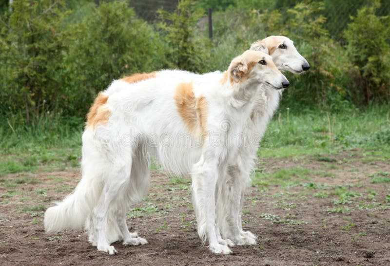 Russian borzoi hounds stock image. Image of borzaya, russkaya - 25171171