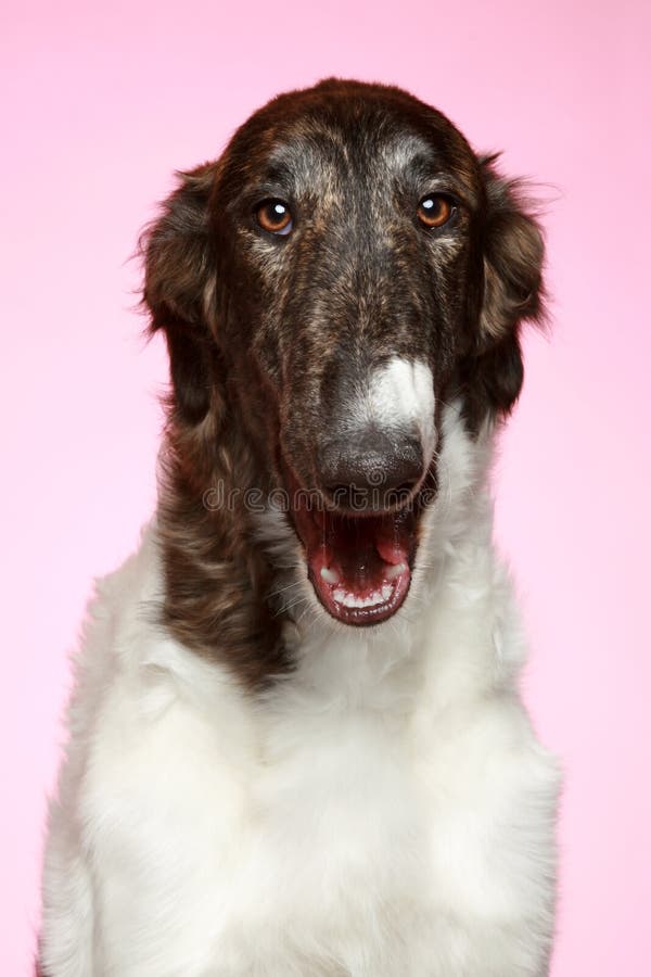Borzoi puppy waiting stock image. Image of surpri, greyhound - 43866405