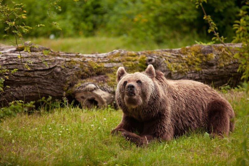 Russian brown bear stock image. Image of russian, life - 49568451