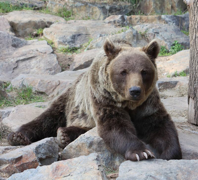 Russian Brown Bear Portrait Stock Photo - Image of outdoors, male ...