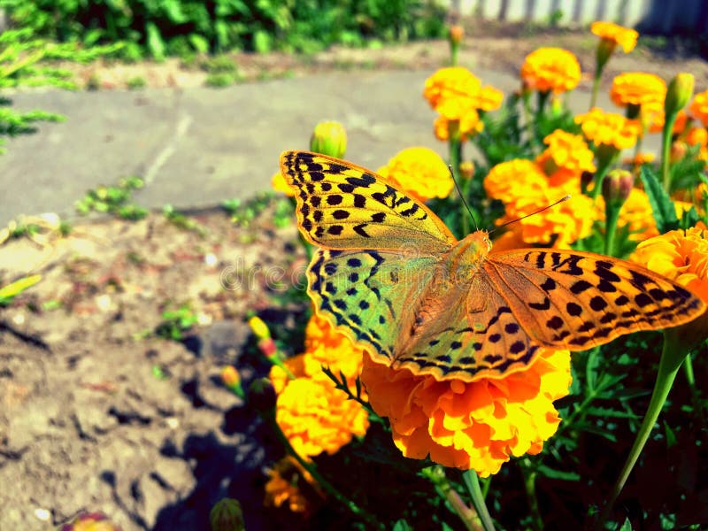 Butterfly With Russian Flag Illustration Stock Image - Image of russia ...