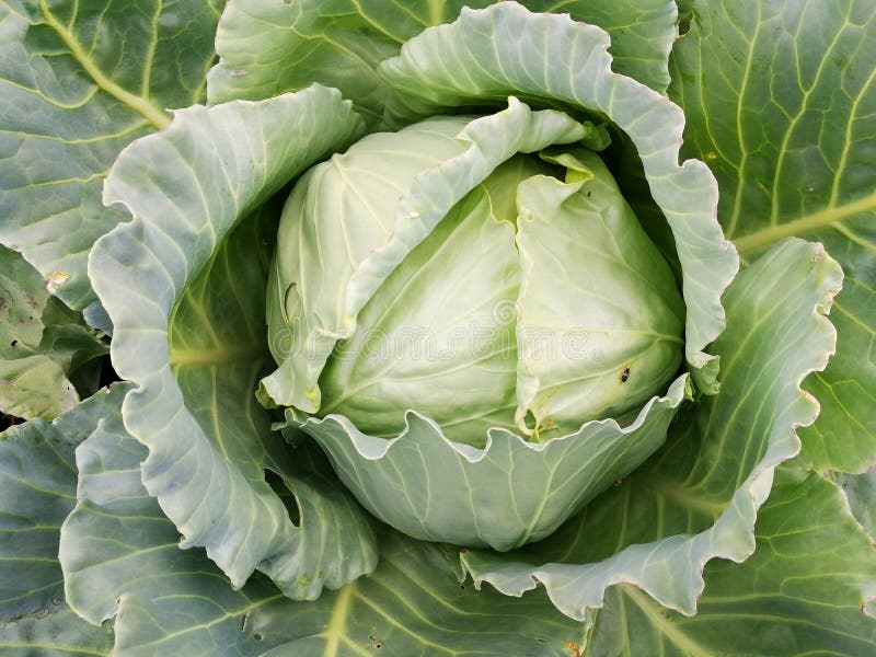 Russian Cabbage in the Garden Stock Photo - Image of gardering, farm ...