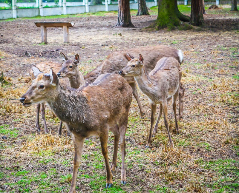 Russian deers stock image. Image of tail, hunting, trophy - 56753611