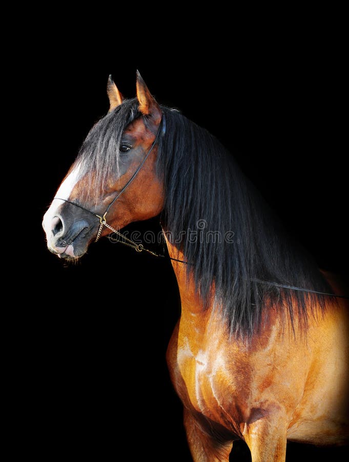 Russian draft horse stock photo. Image of black, power - 21406068