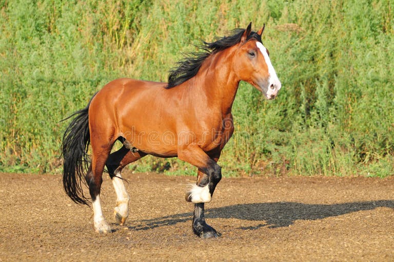 Russian Draft Horse in Paddock Stock Image - Image of green, kenter ...