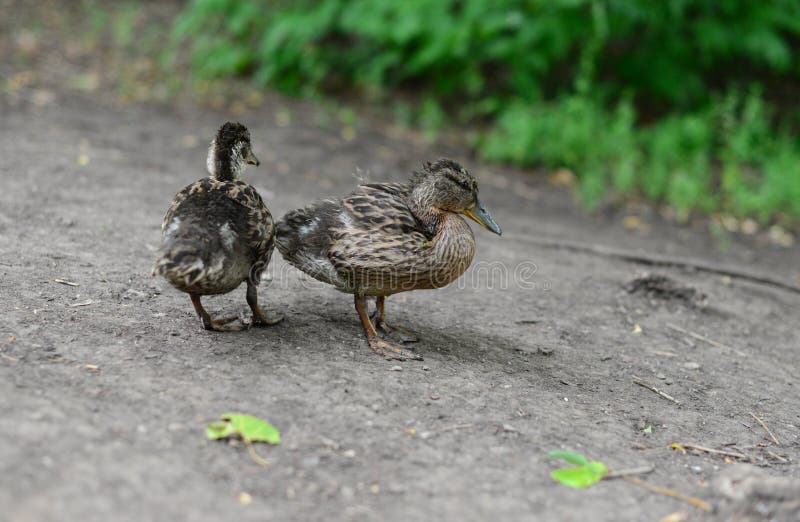 Ducklings in the Russian Village Stock Image - Image of europe, fluffy ...