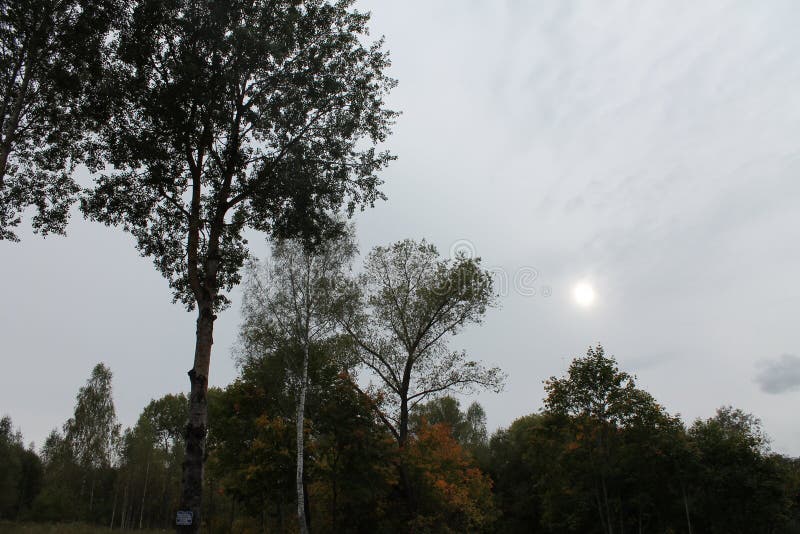 Russian Fall. Road and Forest Stock Photo - Image of blows, wooden ...