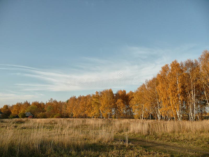 Russian field stock image. Image of russia, forest, rural - 11976957