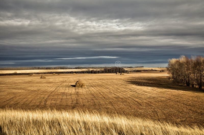 Russian field stock image. Image of agriculture, harvest - 17272965