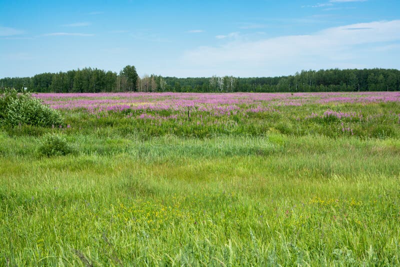 Russian field stock photo. Image of flowers, trees, cloudsgrass - 55983508