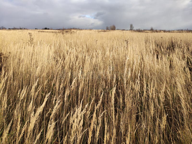Russian Field in the Fall - Dry Grass Stock Photo - Image of traveling ...