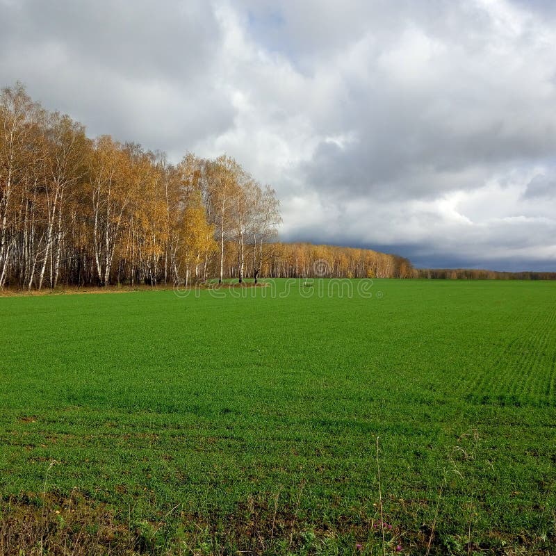 Russian field stock image. Image of russia, september - 85526641