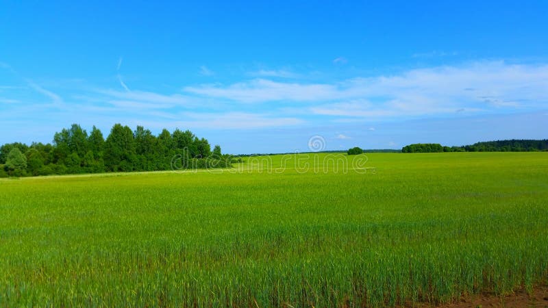 Russian field stock photo. Image of landscapes, grain - 85775872