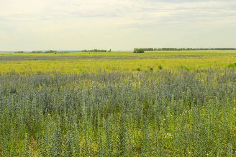 Russian field stock photo. Image of cute, field, blossom - 128734774