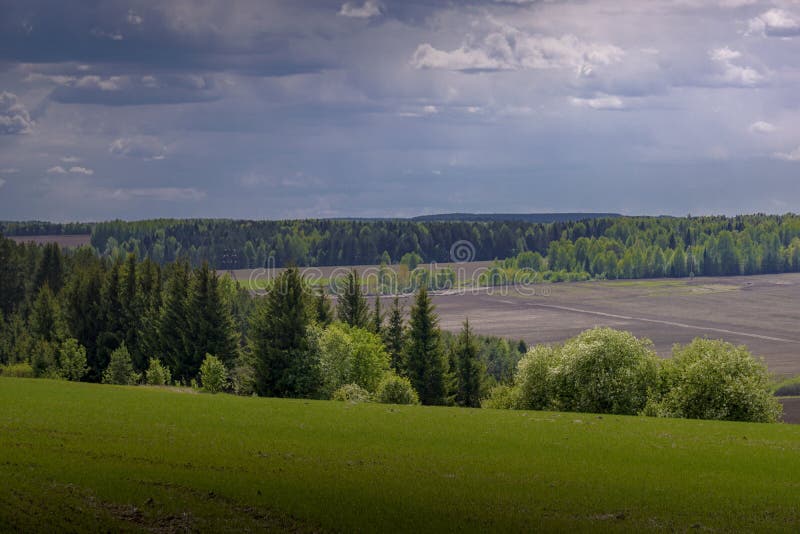 Russian Field is Surrounded by Greenery. Stock Photo - Image of green ...