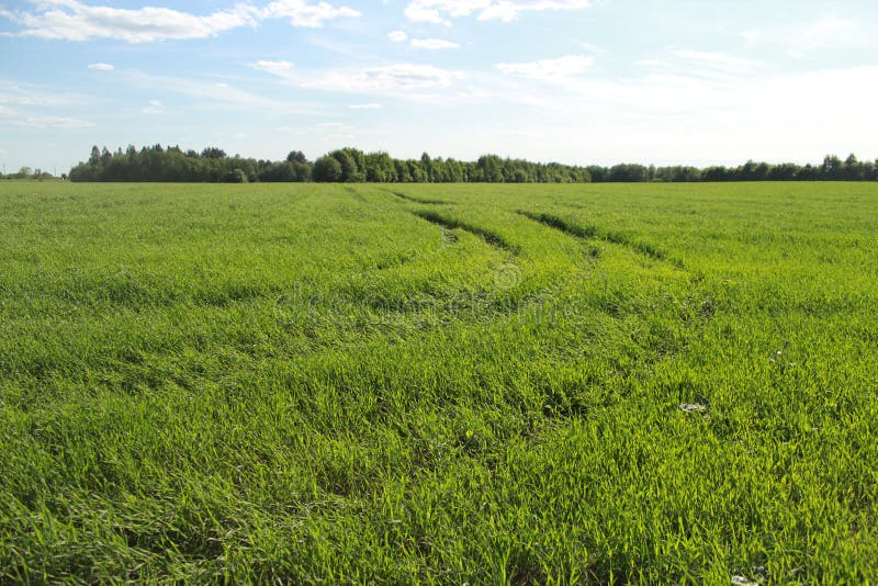 Russian Field , Vivid Green Grass Stock Photo - Image of tree, sunlight ...