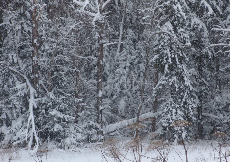Russian forest stock photo. Image of tree, russia, country - 142568