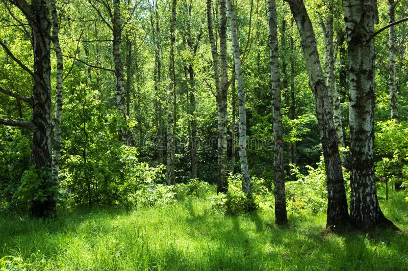 Russian forest stock image. Image of green, outdoors - 16884781