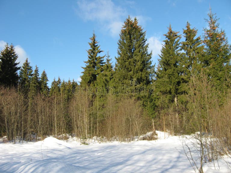 Russian forest stock image. Image of winter, wallpaper - 4838493