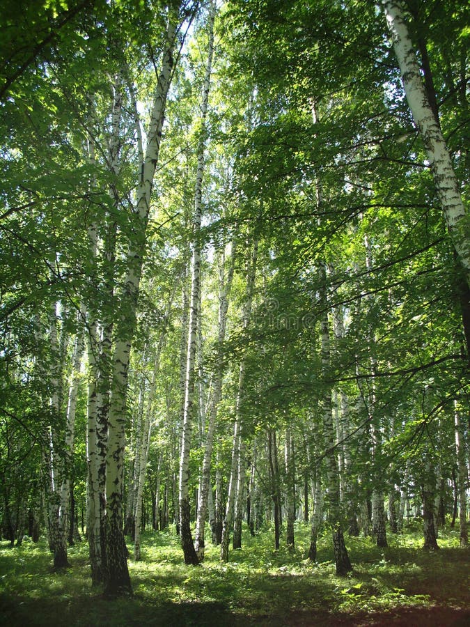 Russian forest stock photo. Image of tall, plant, forest - 6771682