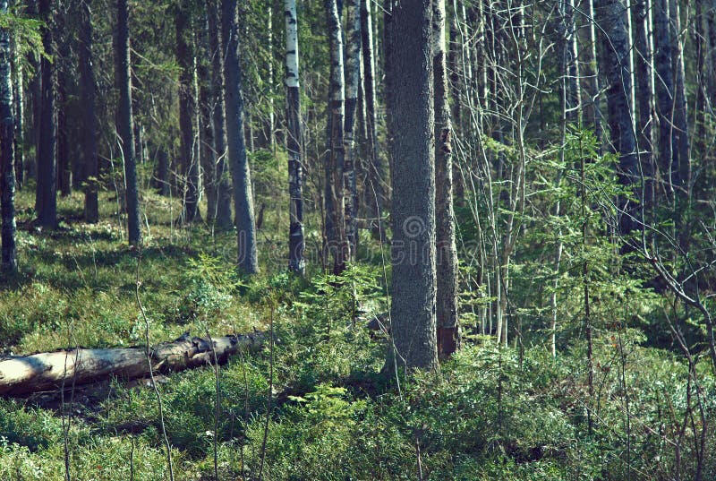 Russian Forest Landscape Beautiful Day Stock Image - Image of national ...