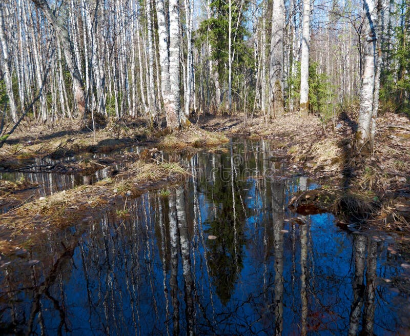 Russian Forest in Early Spring. Stock Photo - Image of season, spring ...