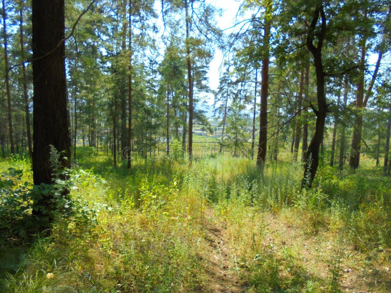Russian Prairie In Winter. Stavropol Stock Image - Image of plant ...
