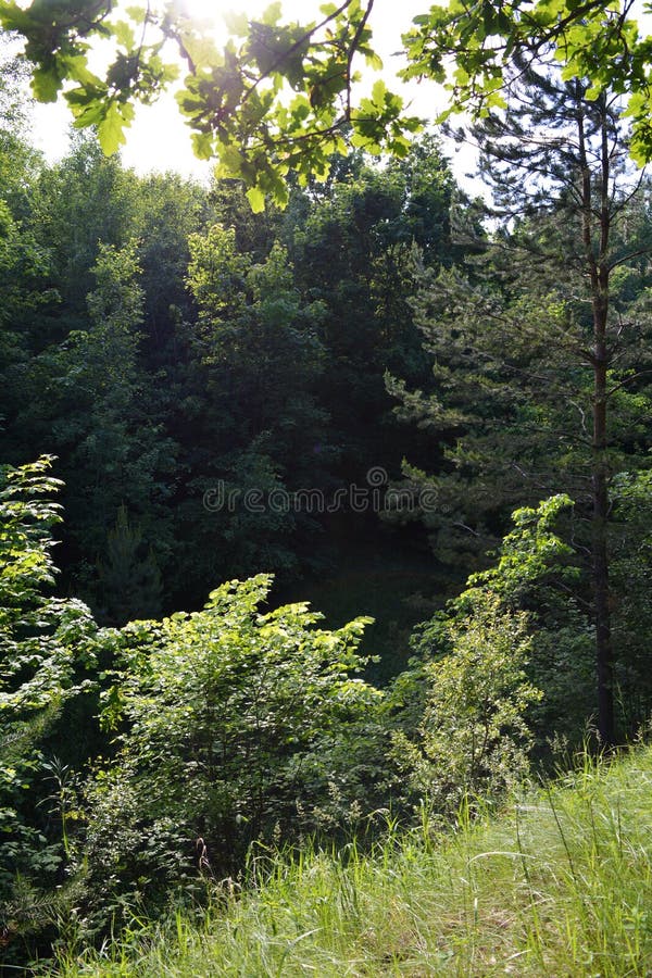 Russian Forest in Late Spring. Green Trees and Grass Stock Photo ...