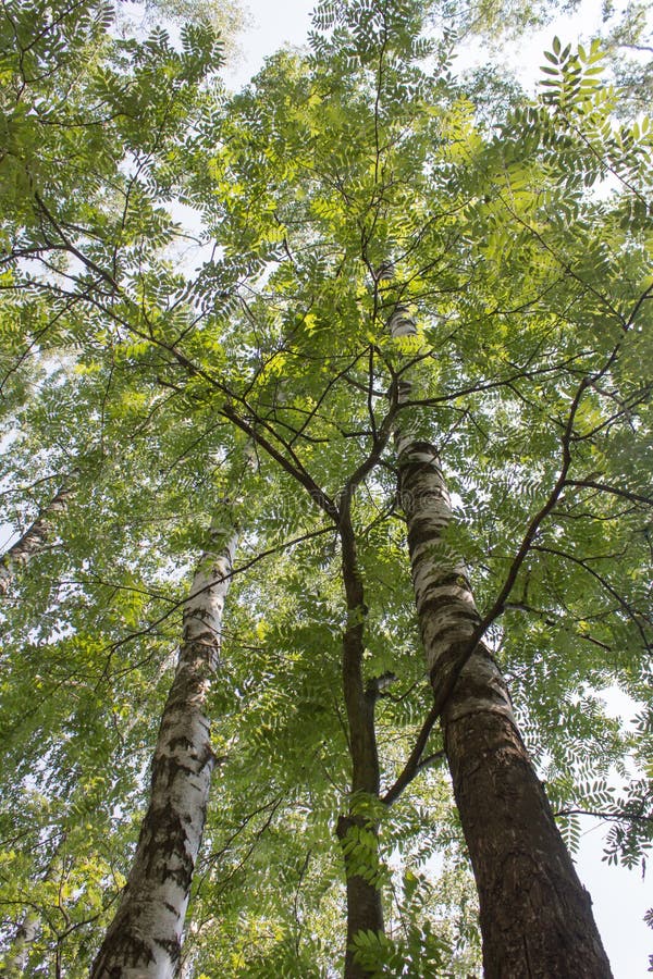 Russian Forest stock image. Image of leaves, nature, stem - 42642233