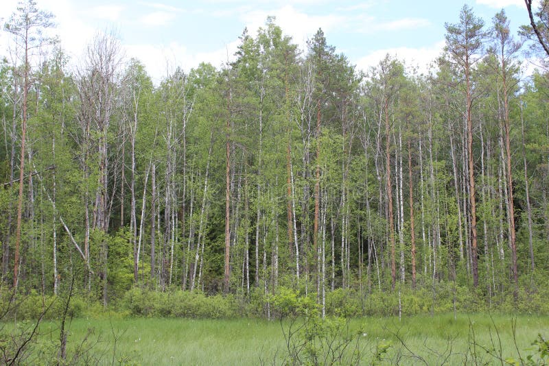 In the Russian forest stock image. Image of background - 123593753