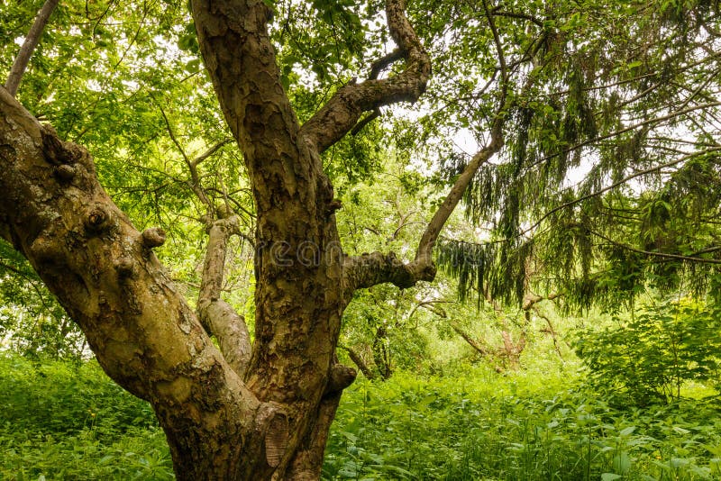Russian Garden with Apple Trees Stock Photo - Image of food, dense ...