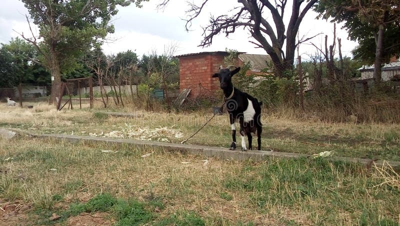 Russian goat stock photo. Image of goat, animal, russian - 96407714
