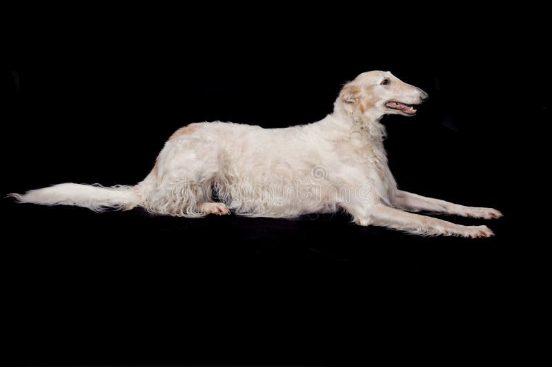 Borzoi - Russian Greyhound Wolfhound Dog Isolated on Black Background ...