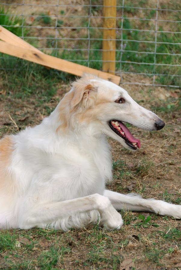Russian Greyhound in a Garden Stock Photo - Image of skinny, canine ...