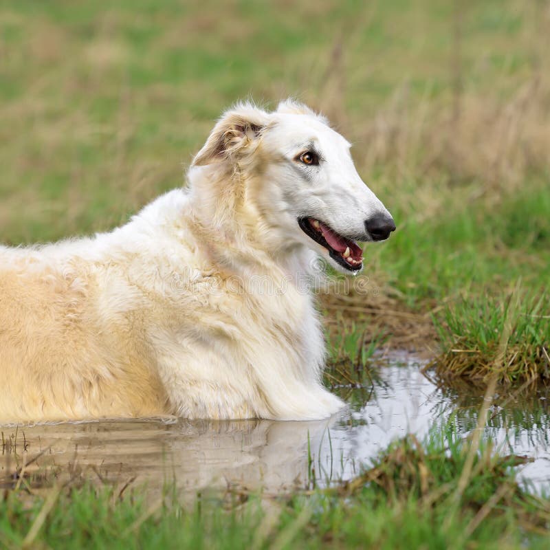 Russian Greyhound Hound Dog, in a Large Puddle on a Field. Stock Photo ...
