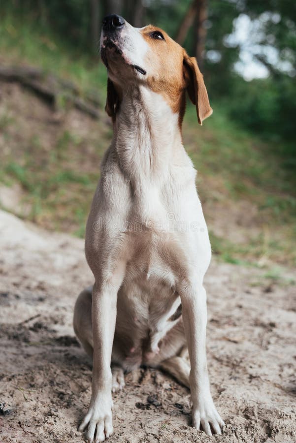 Russian piebald hound stock photo. Image of canine, bright - 9343660