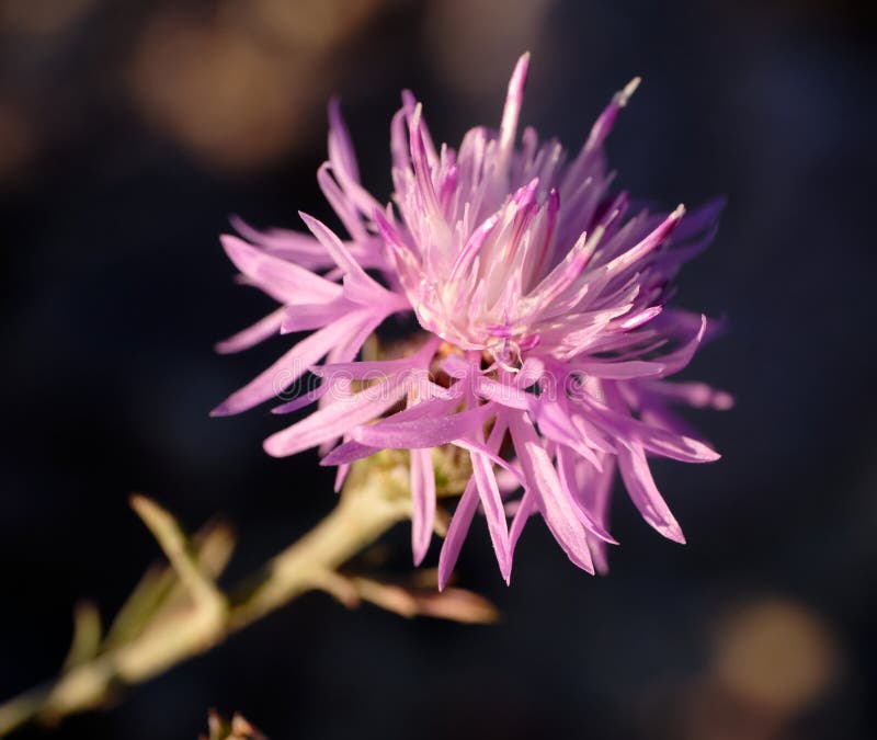 Russian Knapweed stock image. Image of russian, repens - 193630113
