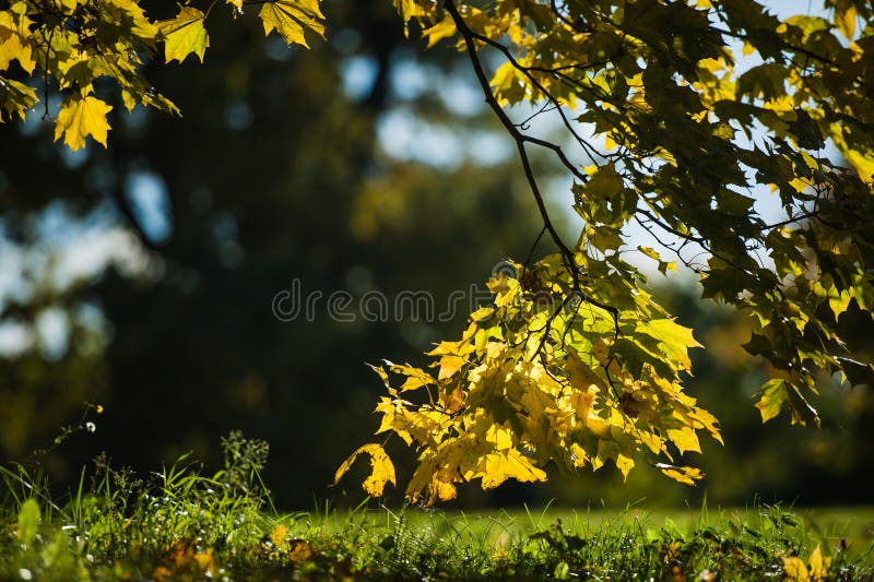 Russian Maple during Autumn, Leaves are in Full Color Stock Photo ...