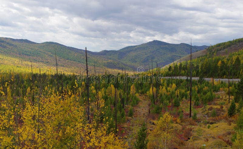 The Russian Mountain. Trees and Mountain Stock Image - Image of sayan ...
