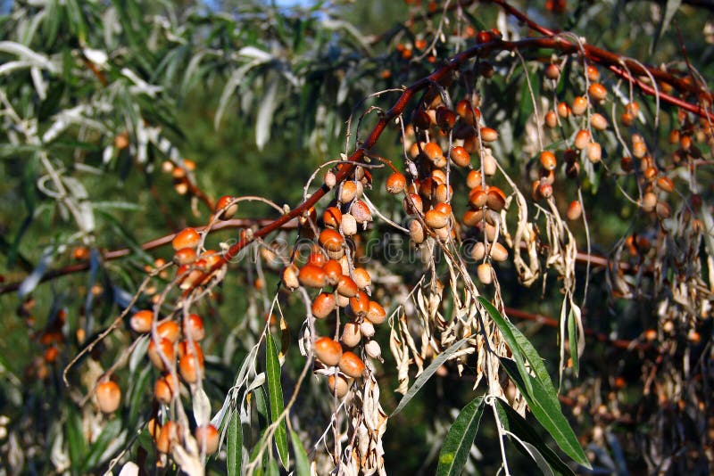 Russian Olive, or Elaeagnus Angustifolia Berries on a Tree Stock Photo ...