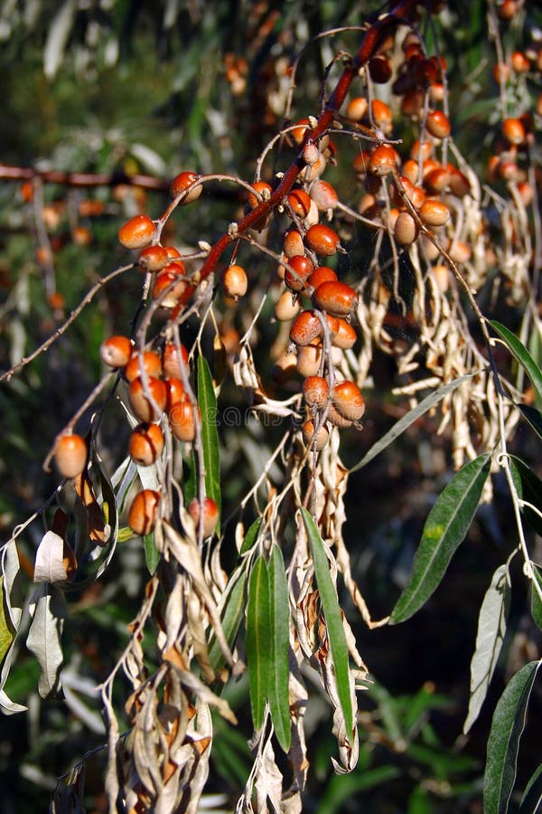 Russian Olive, or Elaeagnus Angustifolia Berries on a Tree Stock Image ...